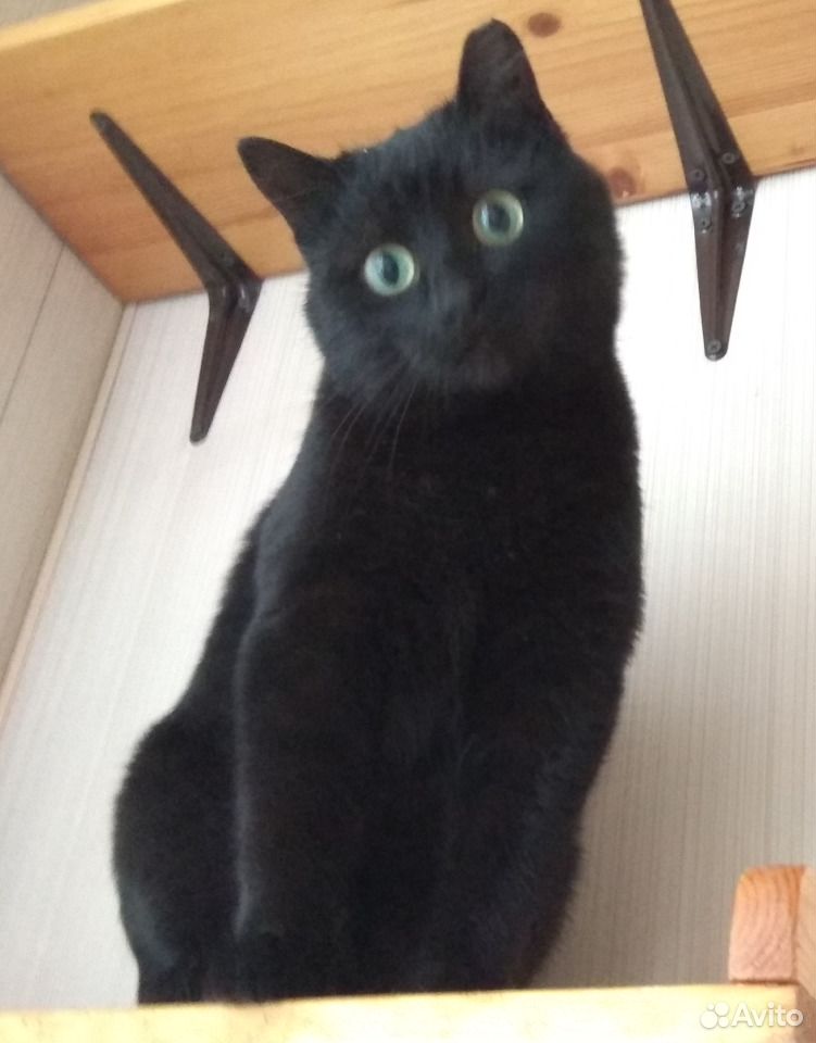 Черная кошечка