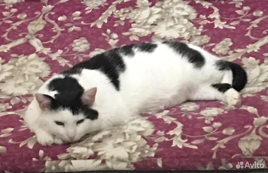 Котик в добрые руки