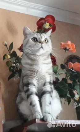 Британский котик ищет подругу