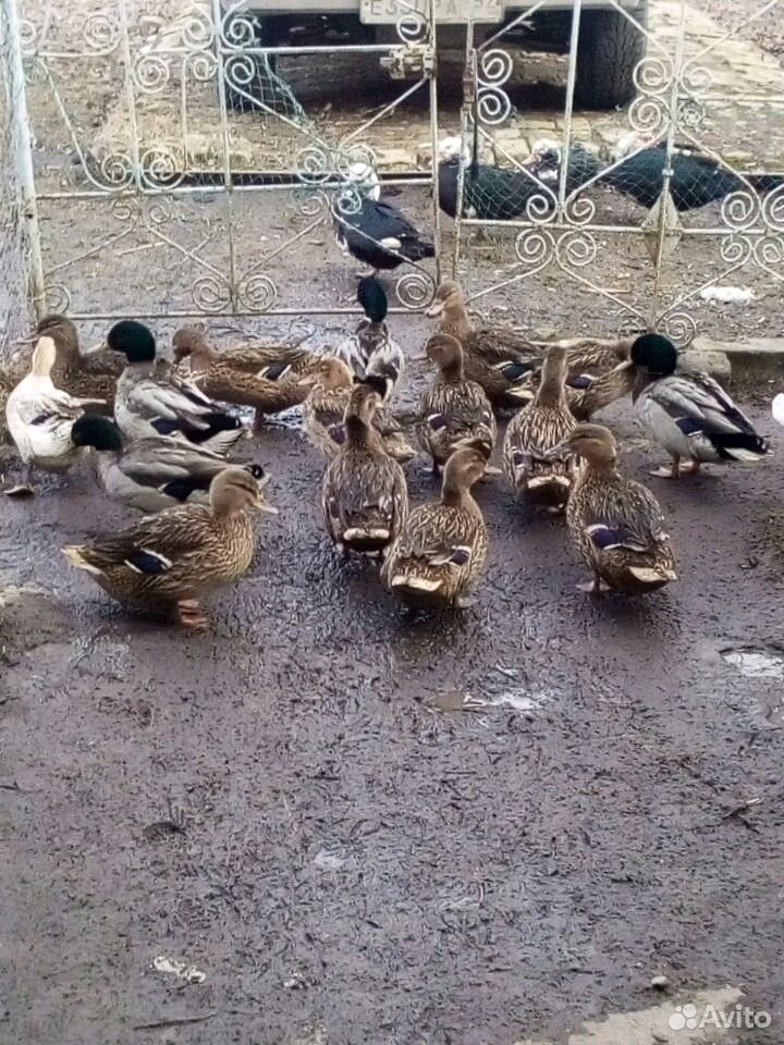 Утки подсадные кряковые