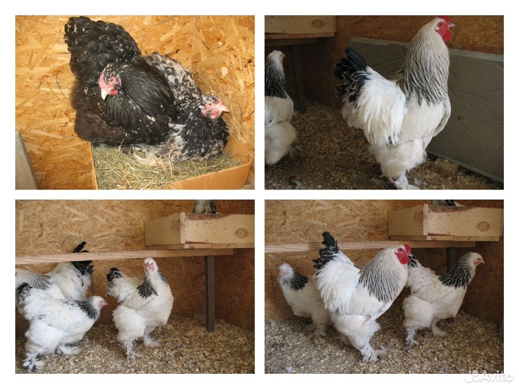 Инкубационное яйцо.Кохинхин,Брама,Орпингтон