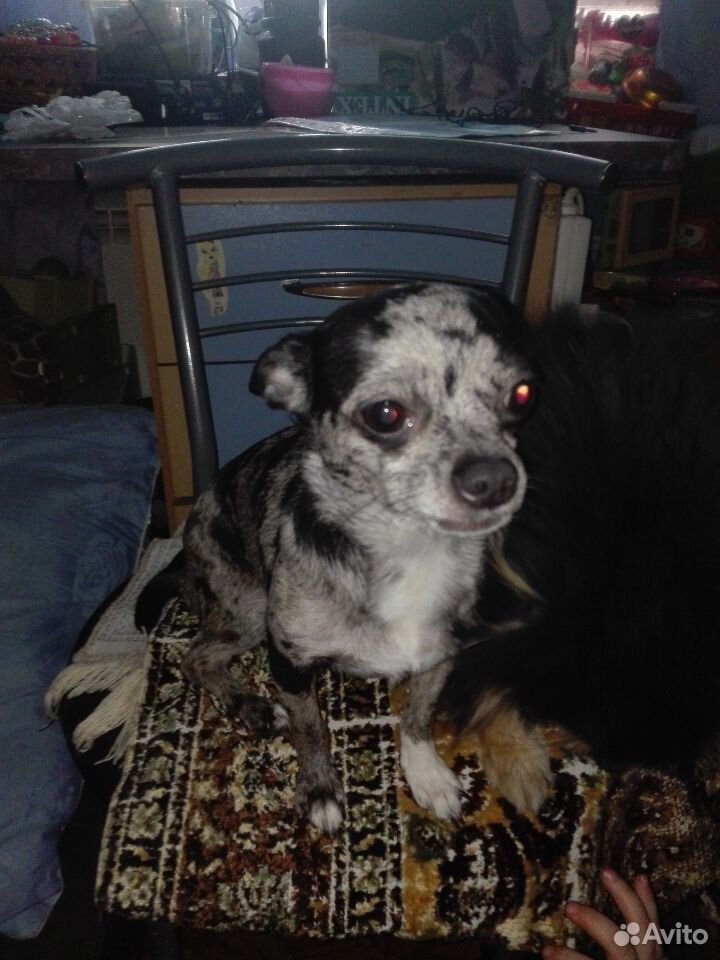 Вязка девочки Чихуахуа