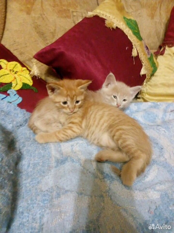 Рыжие малыши - карандаши. Мальчики 1,5мес