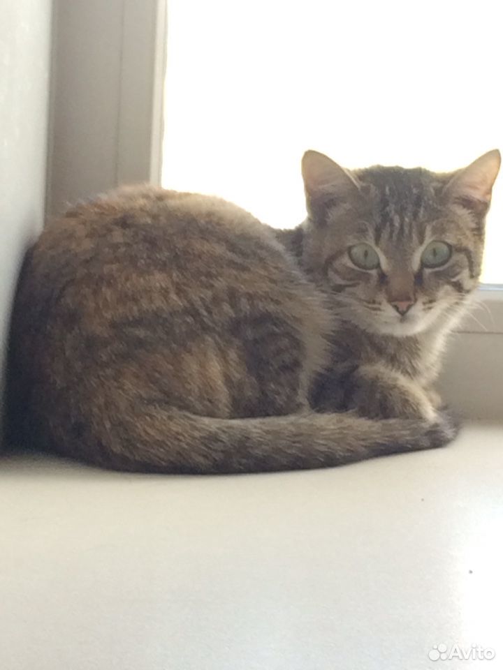 Очаровательным котятам подросткам нужен дом