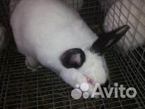 Калифорнийцы на племя