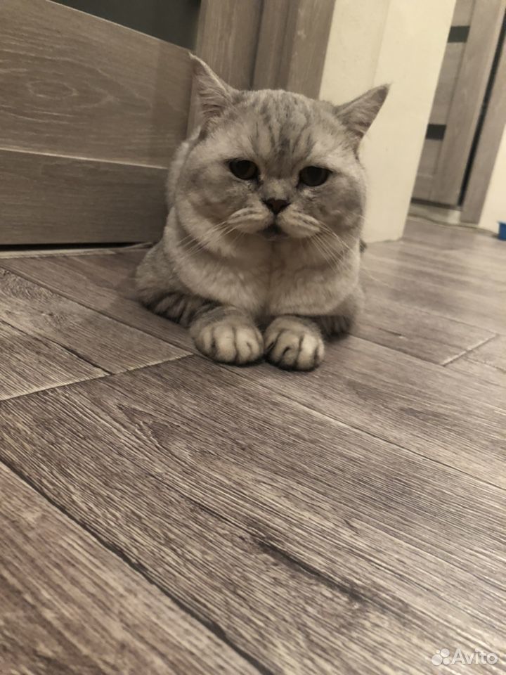 Кот ждёт кошечку для вязки
