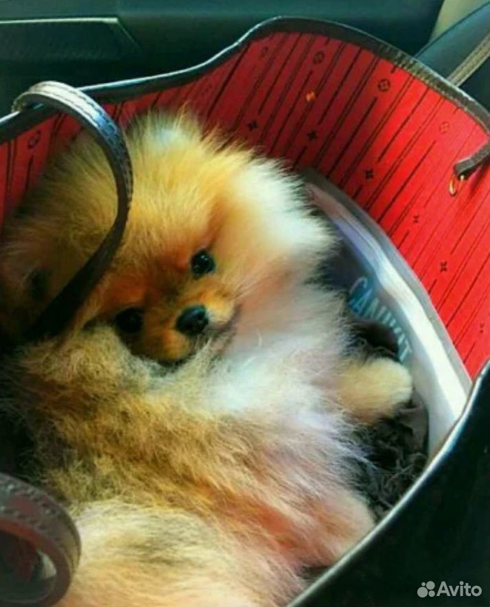 Настоящий померанский Шпиц- Пупсень