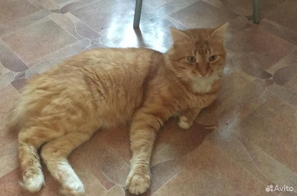 Котик Персик, который всех любит, в добрые руки