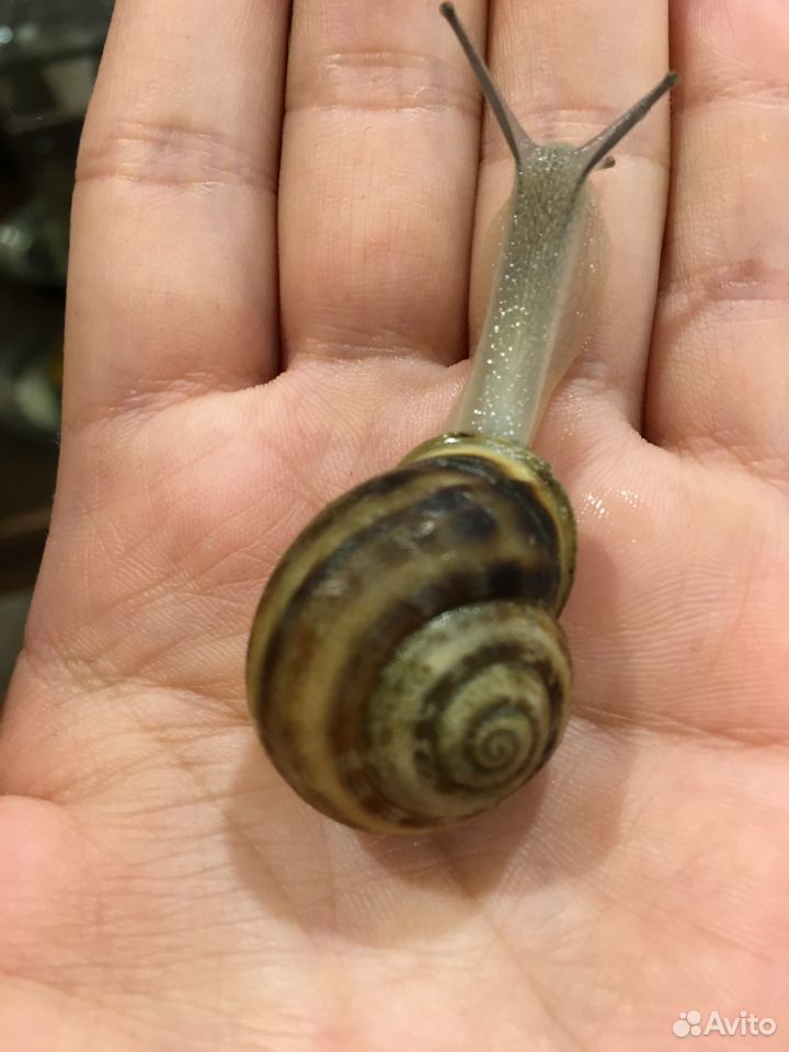 Продам виноградных улиток