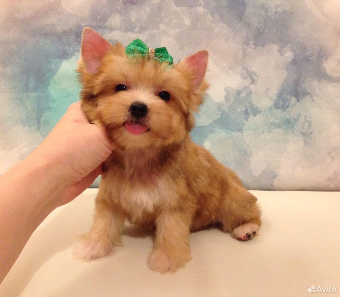 Золотой йоркшир мальчики