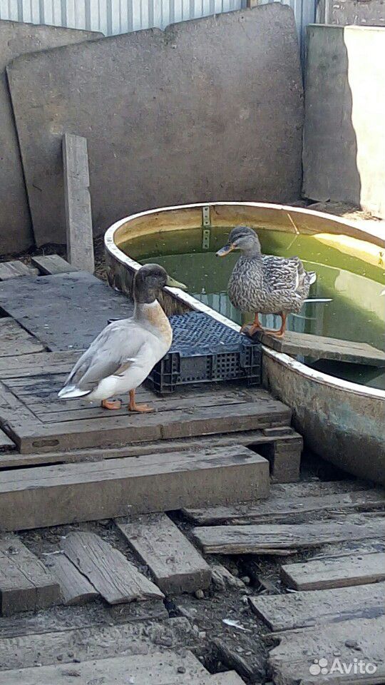Аренда/Продажа утки дикие кряквы