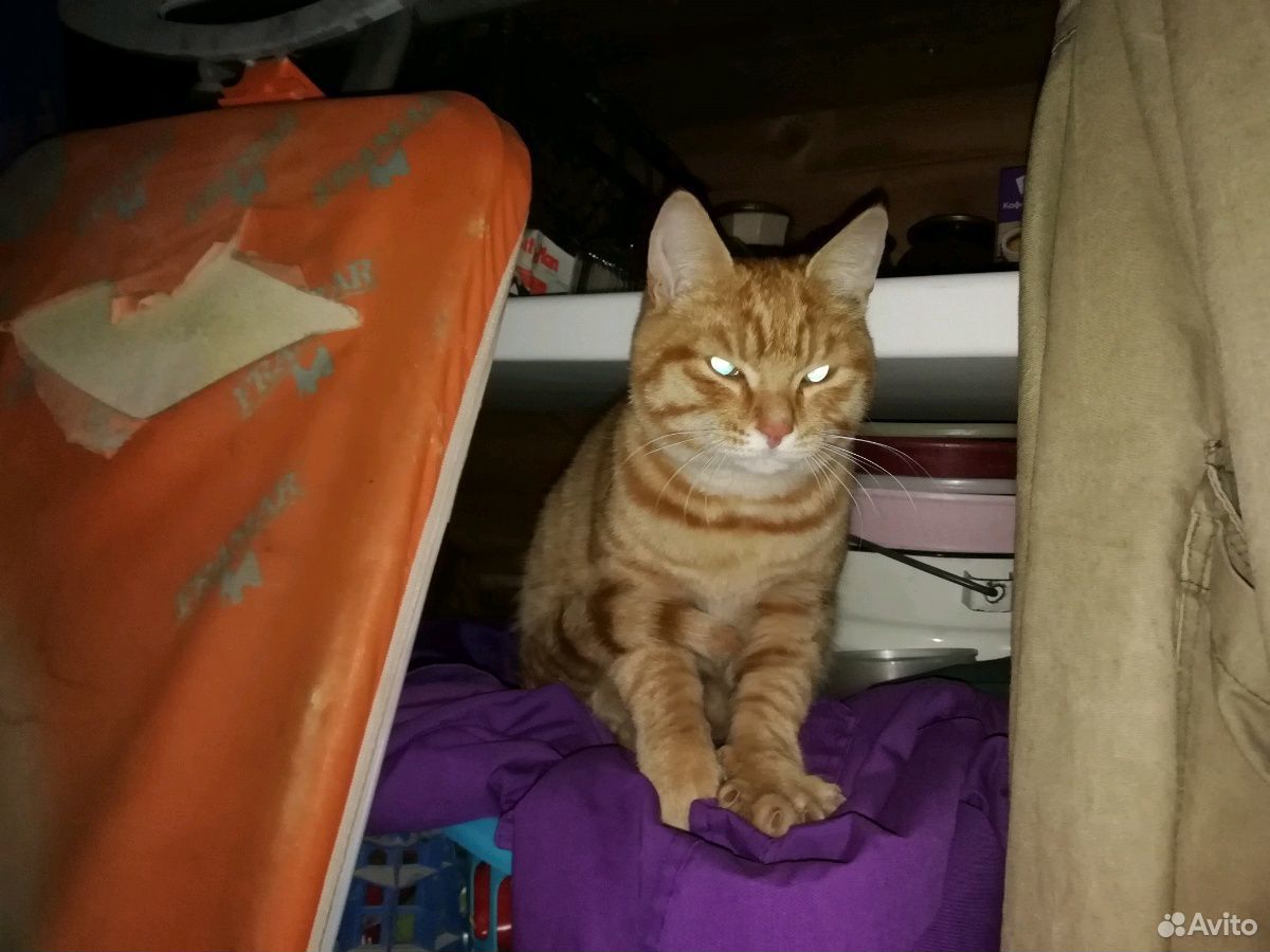 Нашли кота, отдадим в хорошие руки