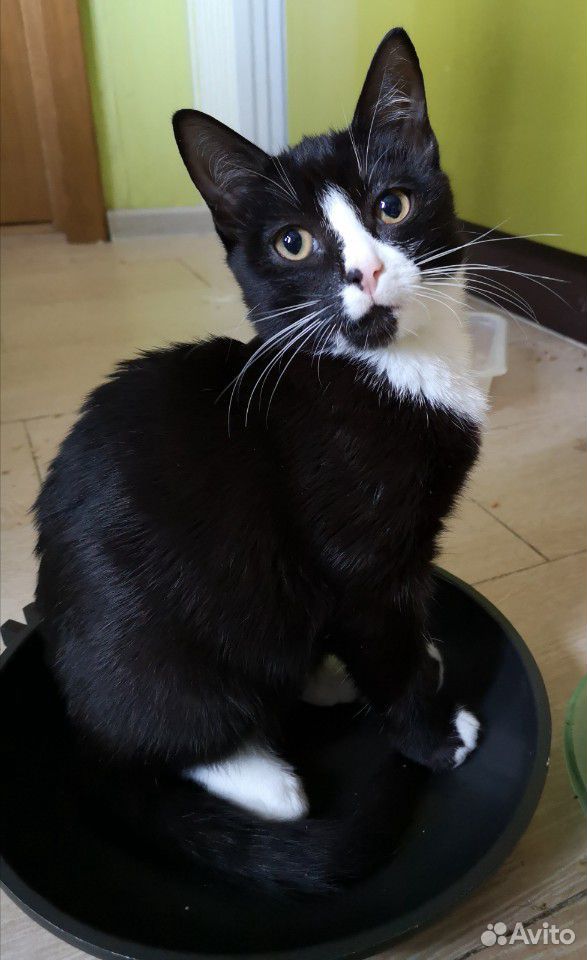 Нежный и ласковый котяшка