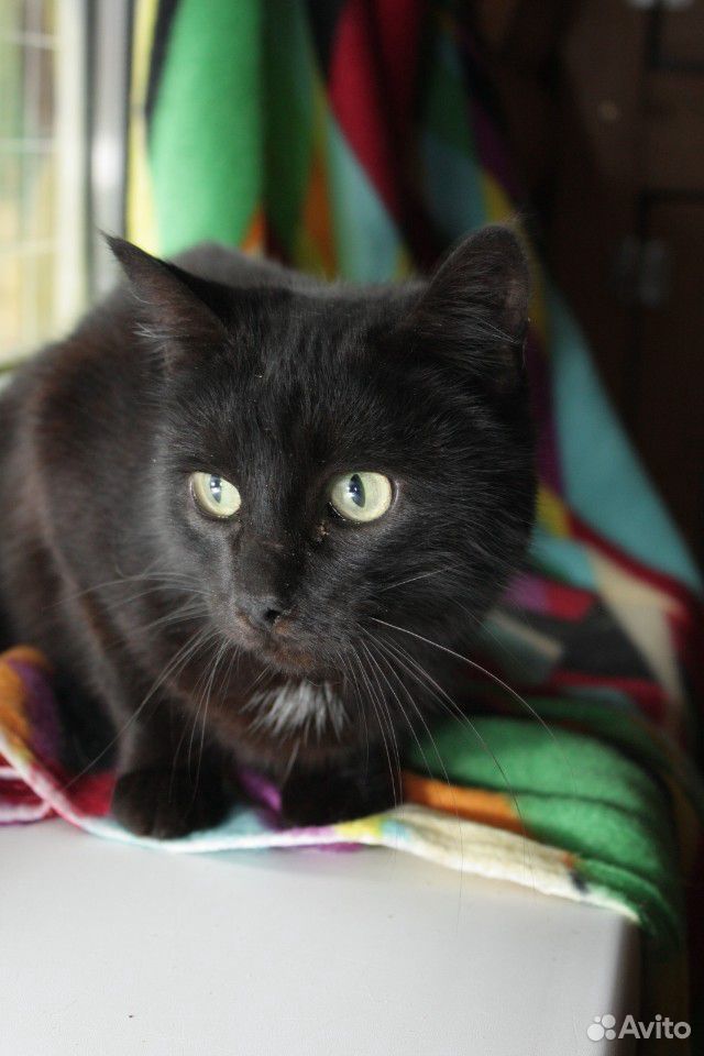 Кошка ищет дом