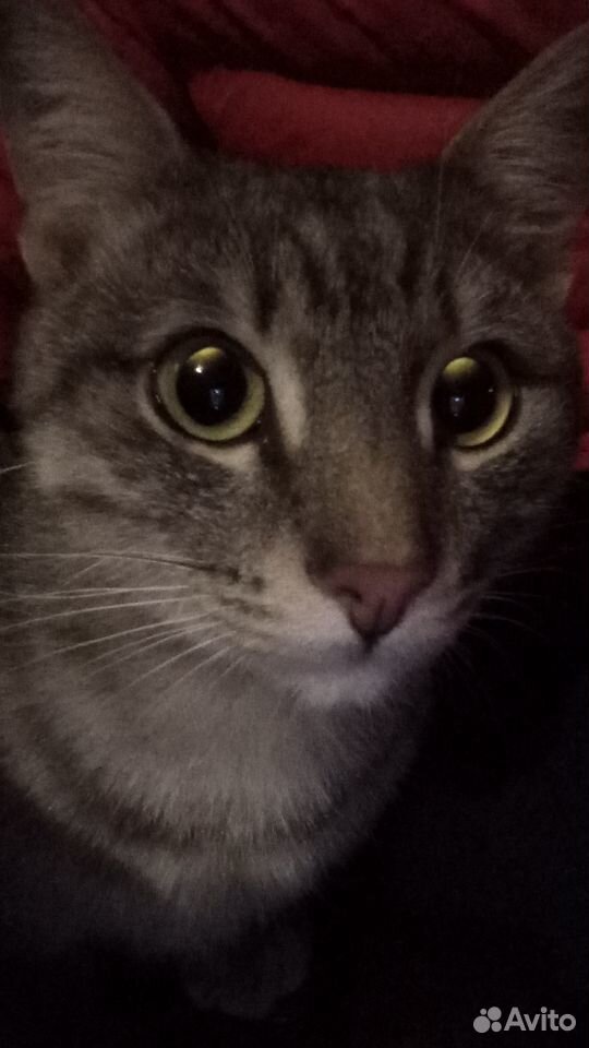 Кот - аристократ