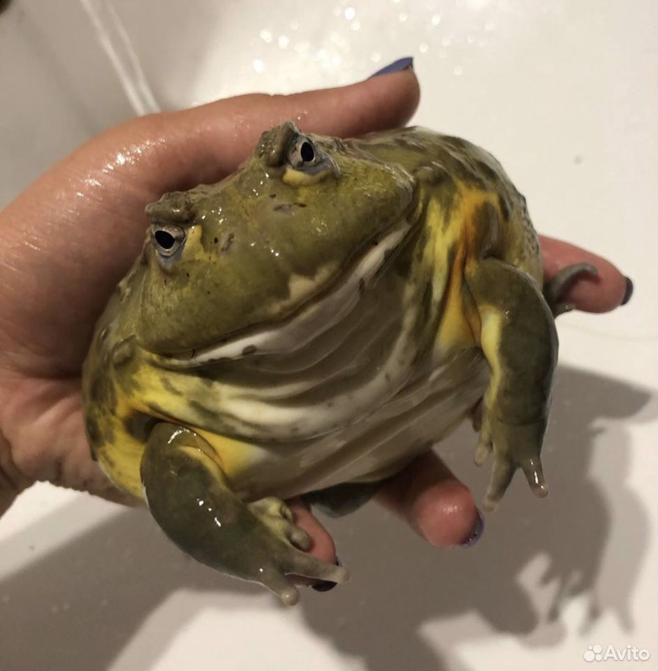 Лягушка водонос