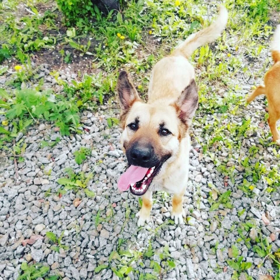 Умница Дези в добрые руки