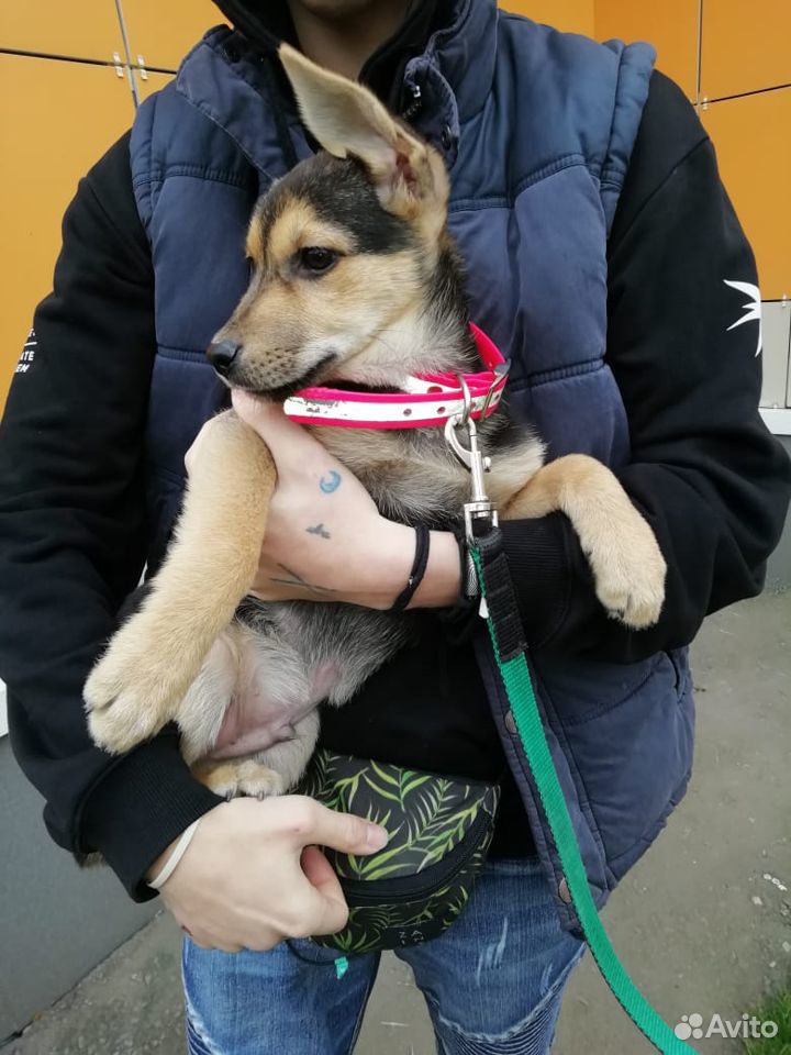 Щенок милый ушастик, вырастет небольшим. 2мес