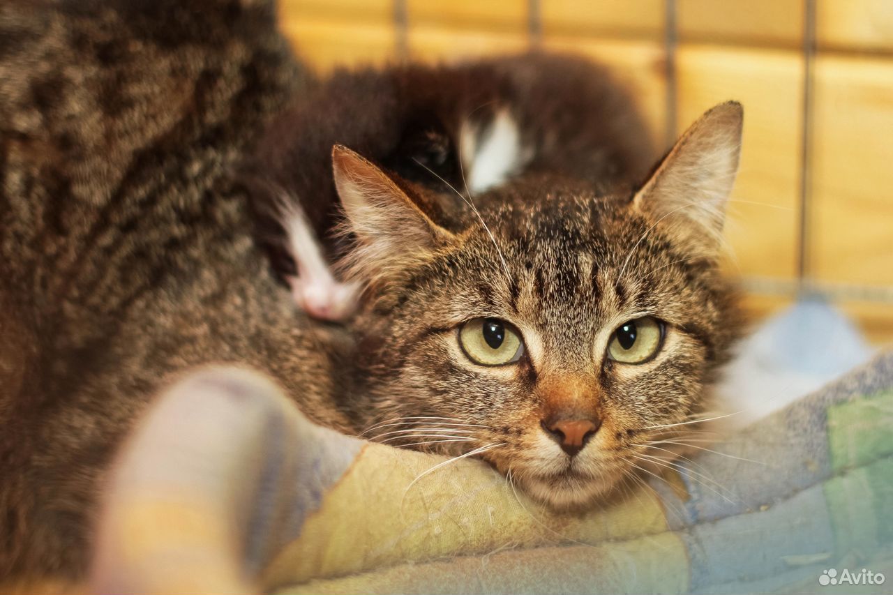 Кошка Косуля