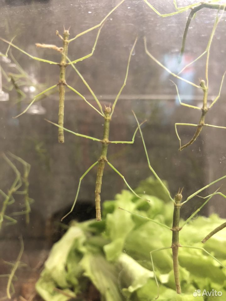 Отдам детеныши Аннамского палочника