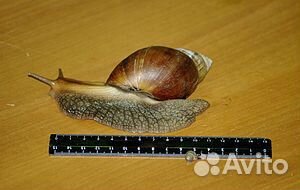 Лечебные улитки(косметология)