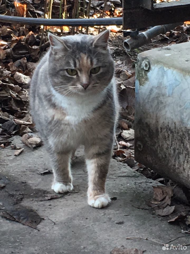 Кошки