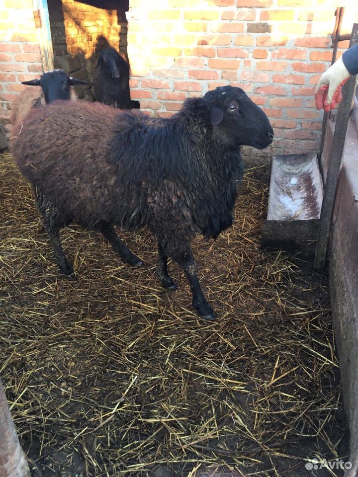 Баран годовалый
