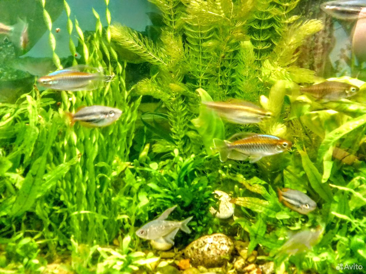 Аквариумные рыбки тетра "Конго"