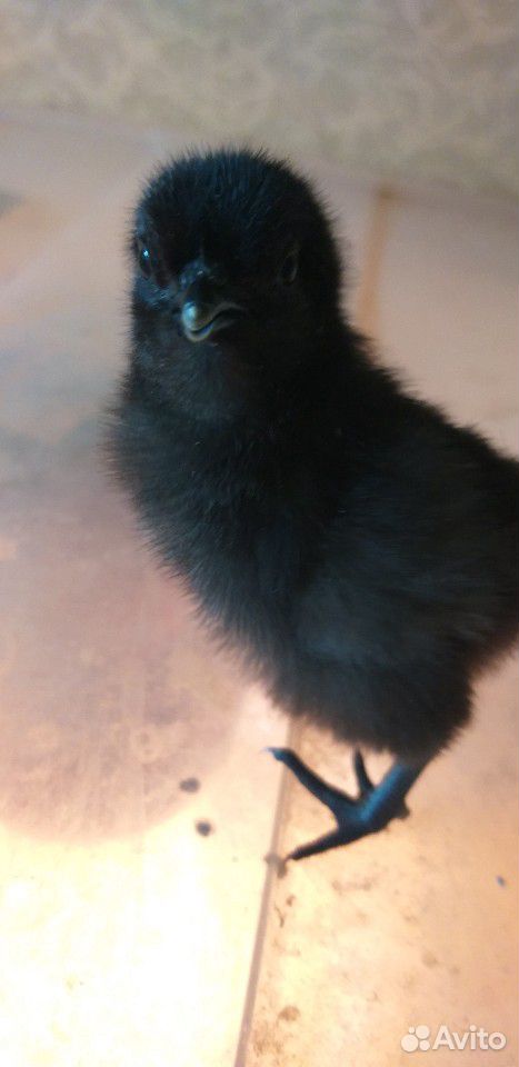 Ухейиллюй петушки,цыплята, яйцо инкуб