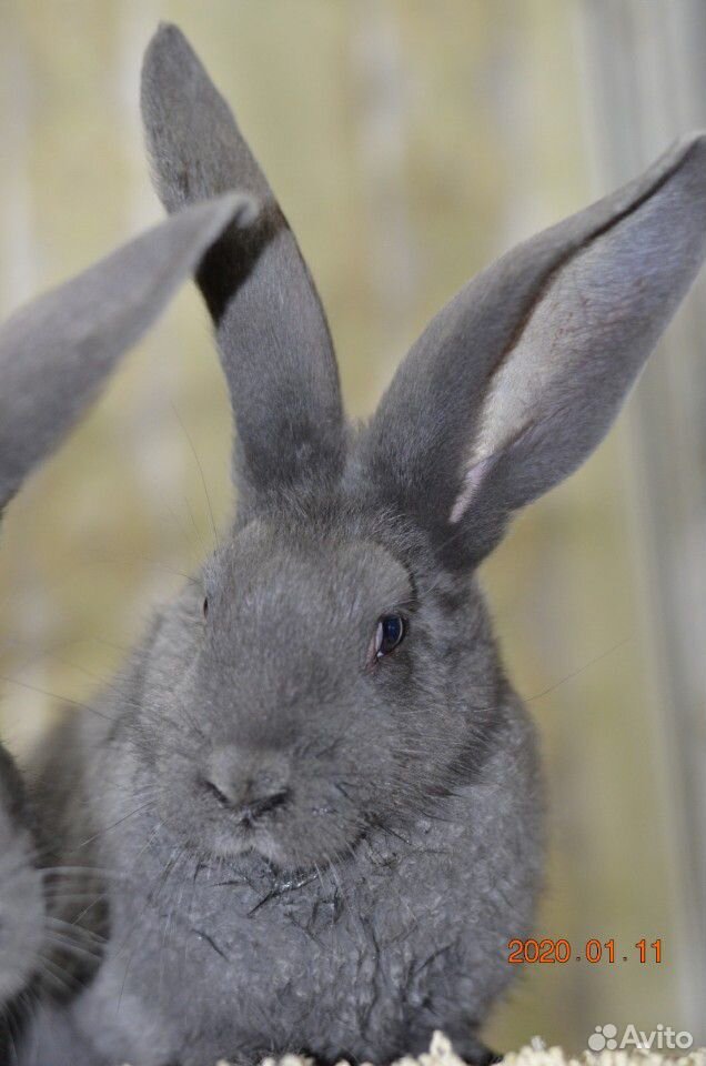 Кролики великаны ризен голубого окраса ризен голущ