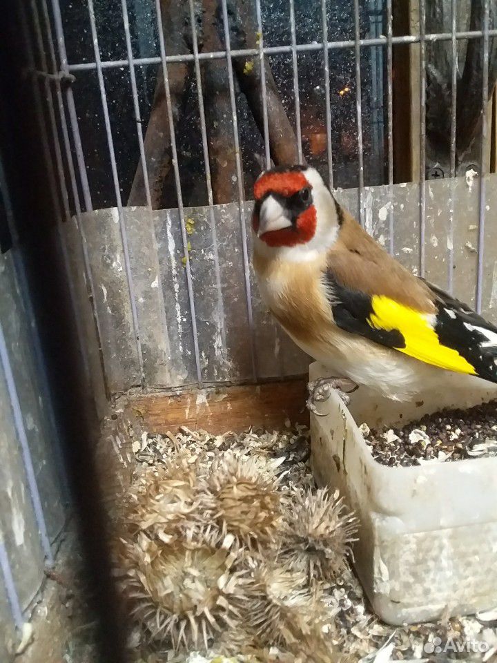 Певчие птицы