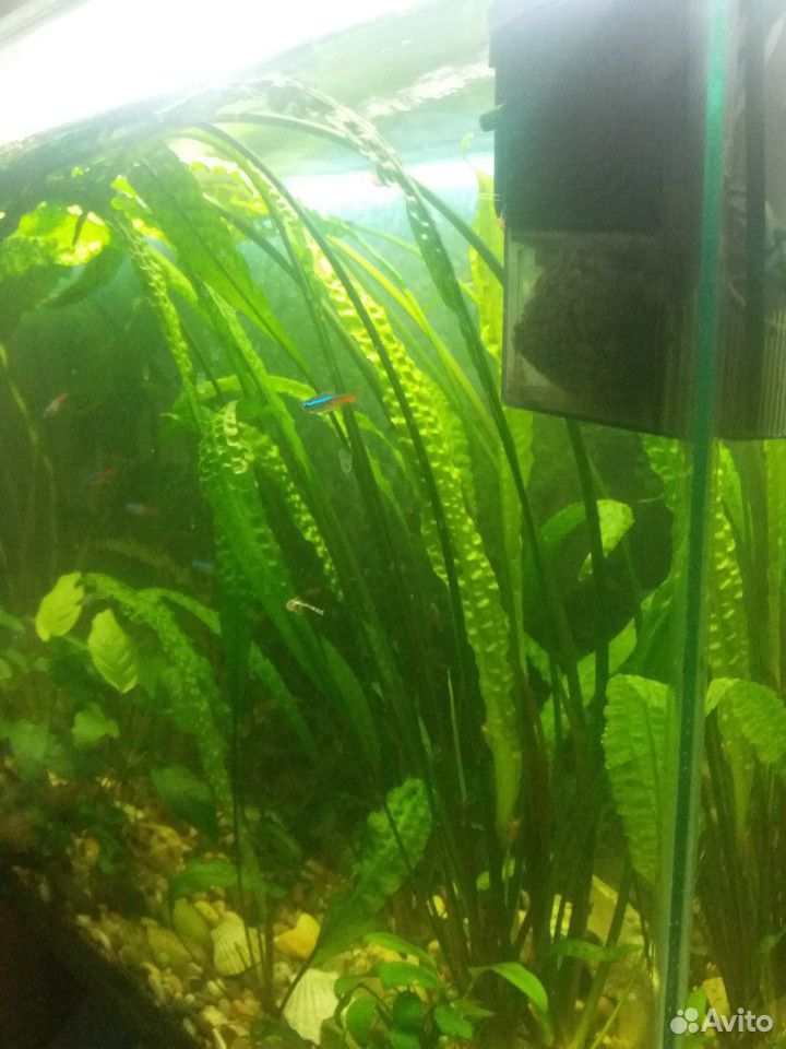 Криптокарина Aponogetifolia