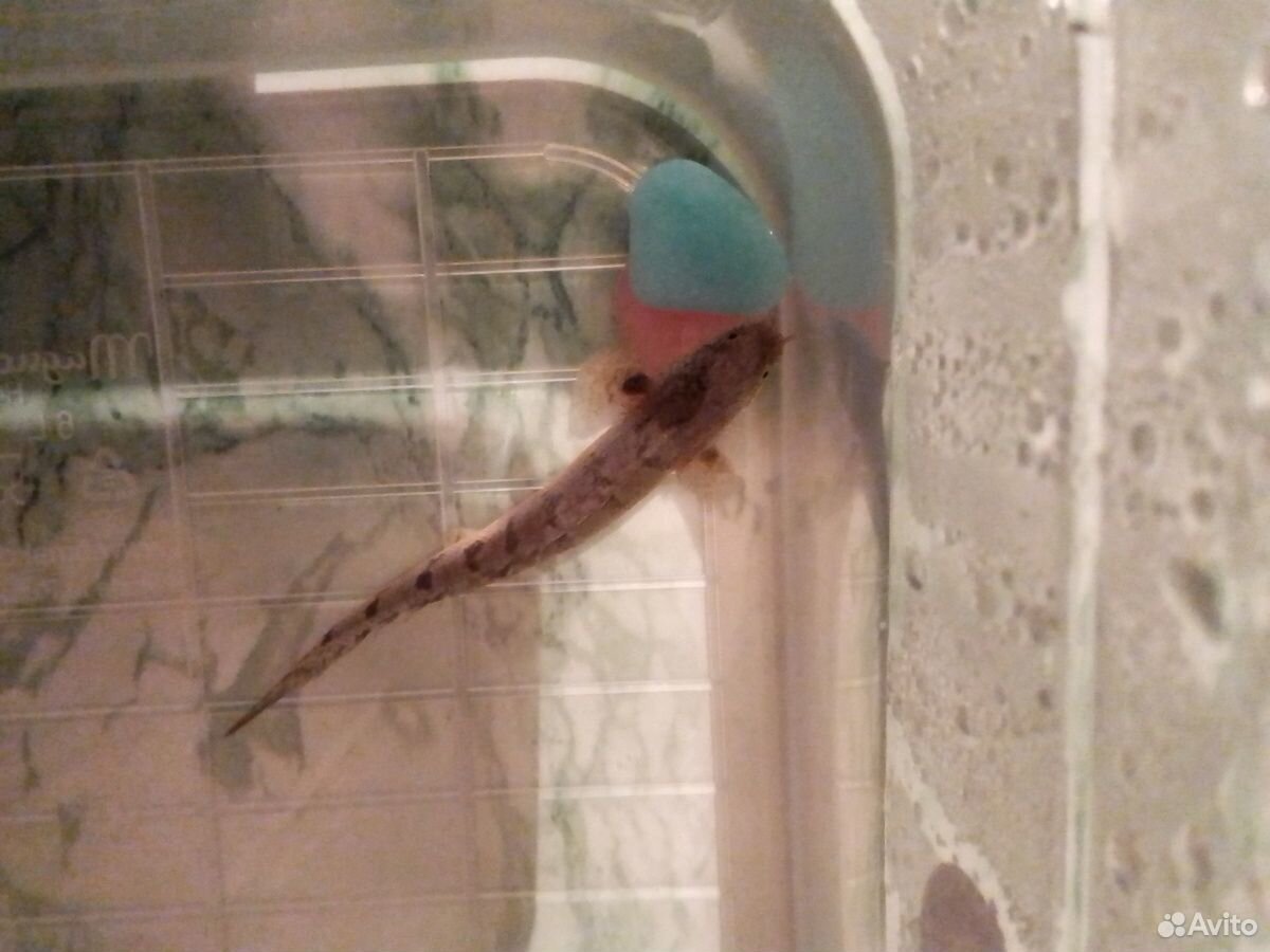 Полиптерус Дельгези