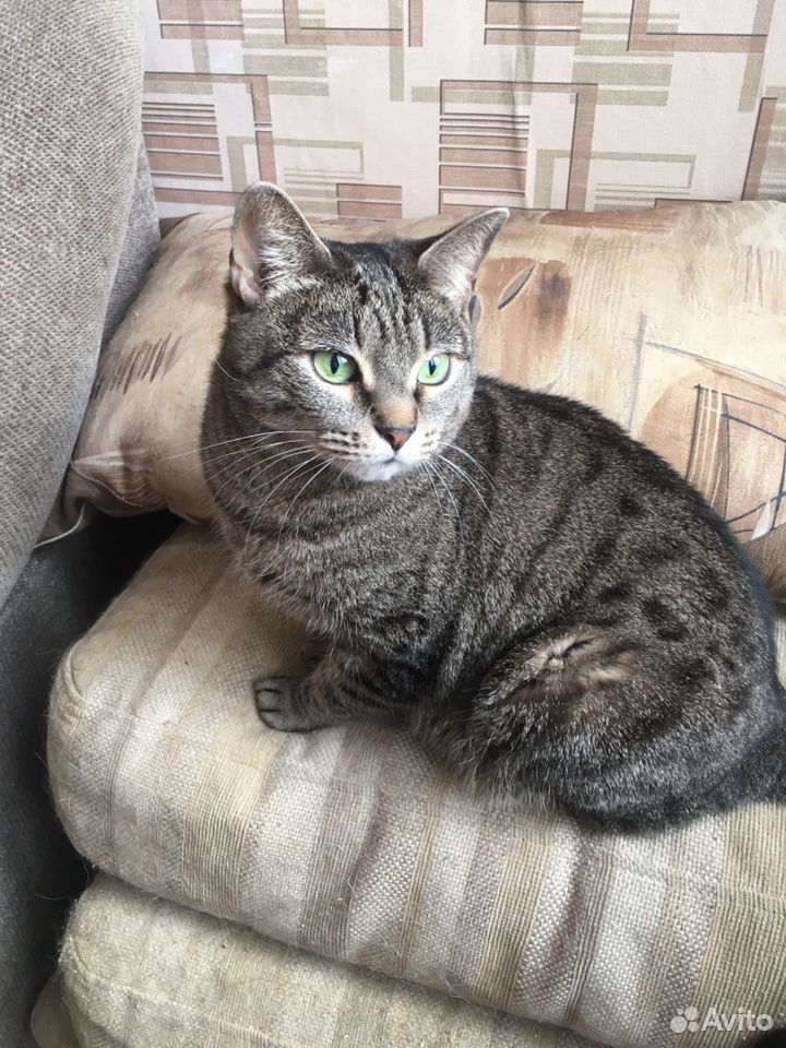 Красотка Лаура в добрые руки