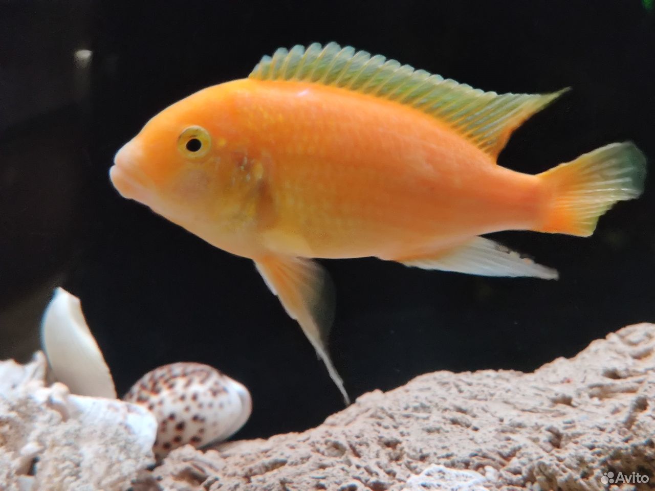 Цихлиды yellow, креветки макробрахиум