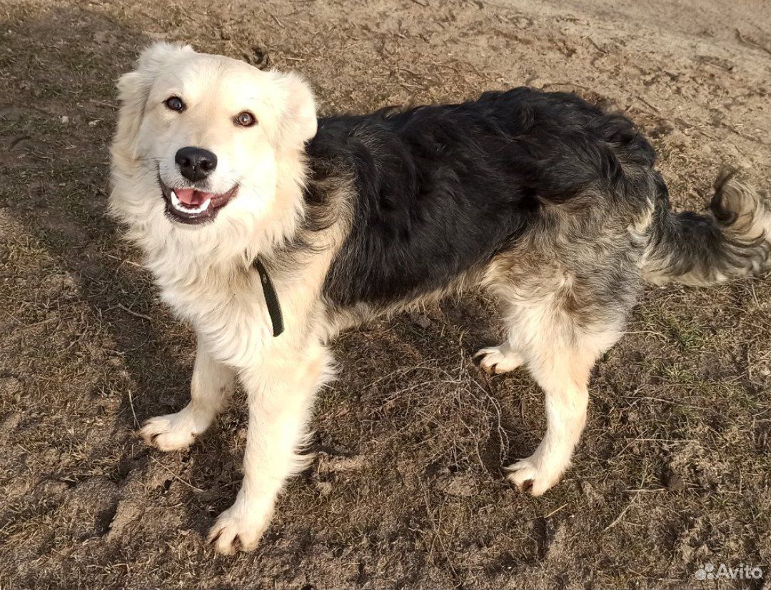 Милый щенок подросток