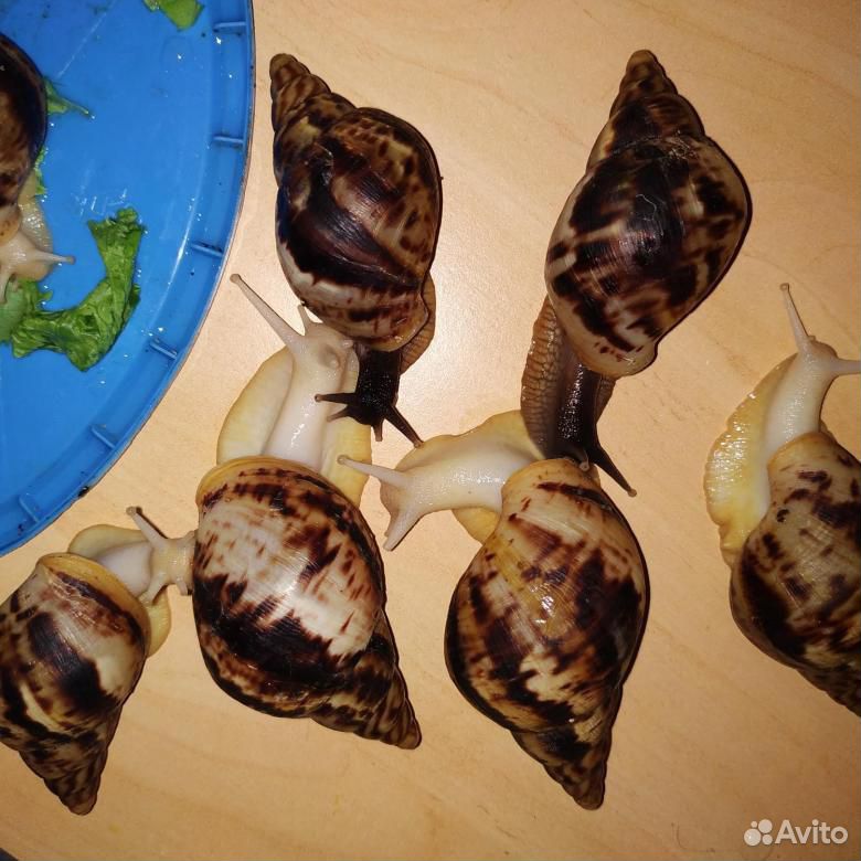 Улитки Ахатина ретикулята