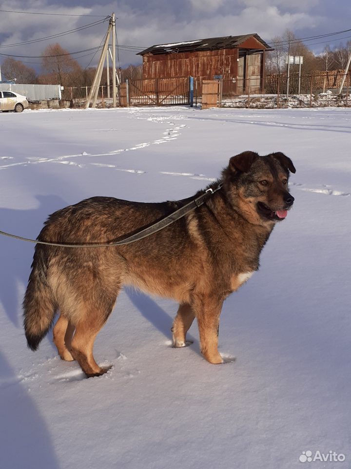 Собака