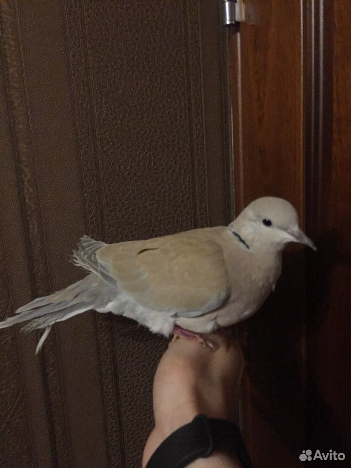 2 смеющиеся горлицы