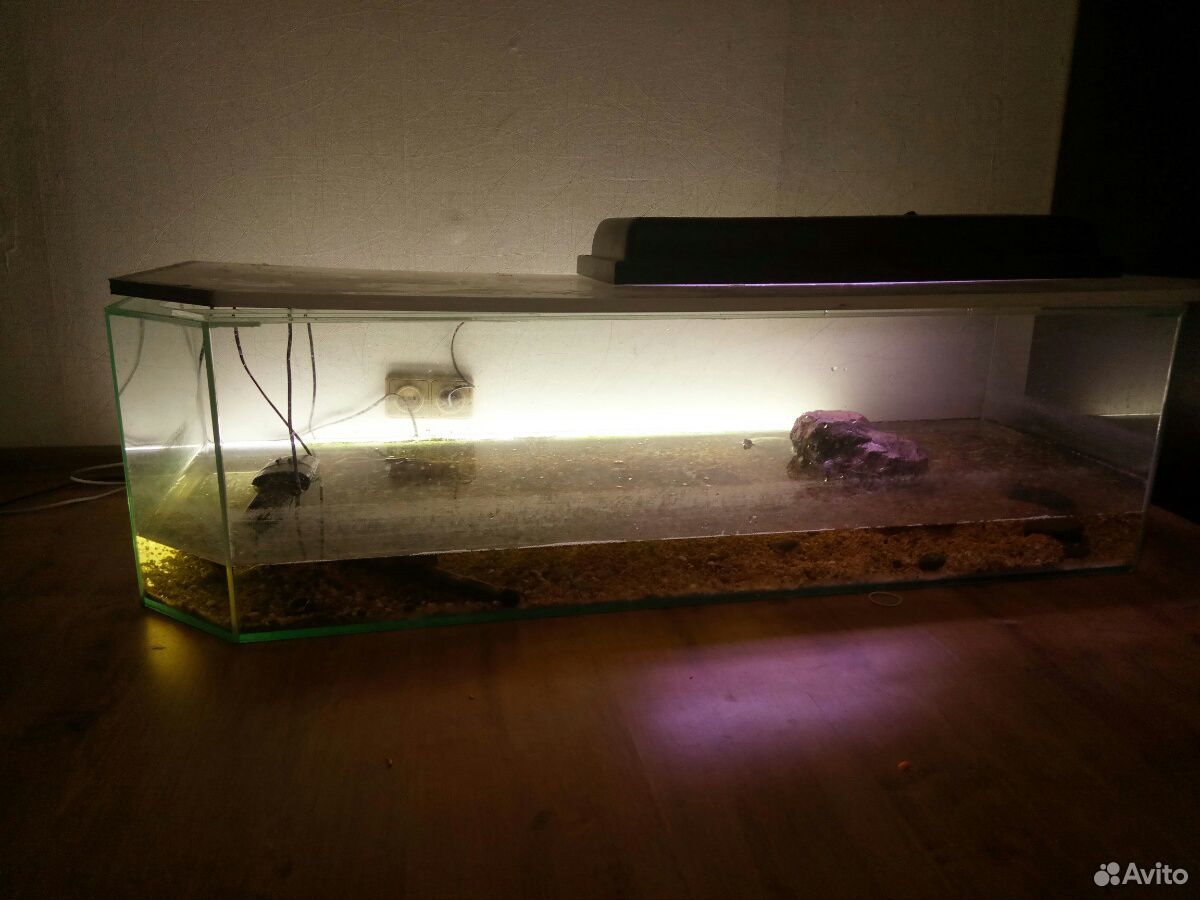 Черепахи красно-ухие