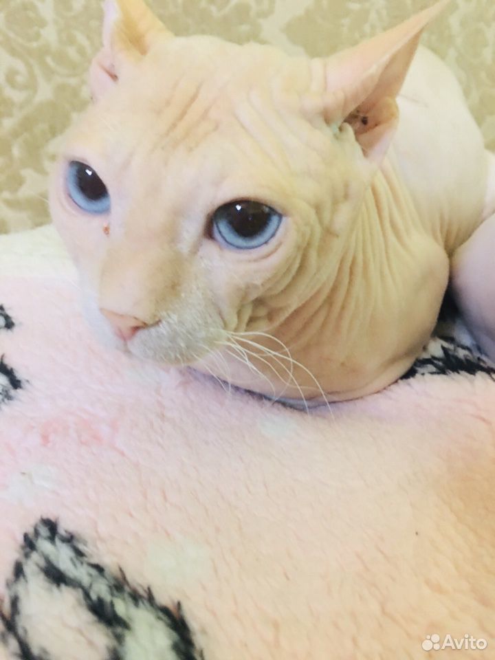 Донской сфинкс, вязка