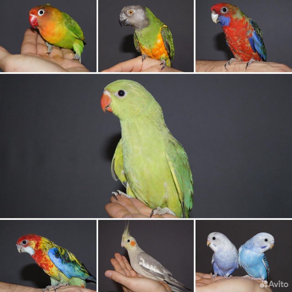 Попугаи от заводчика