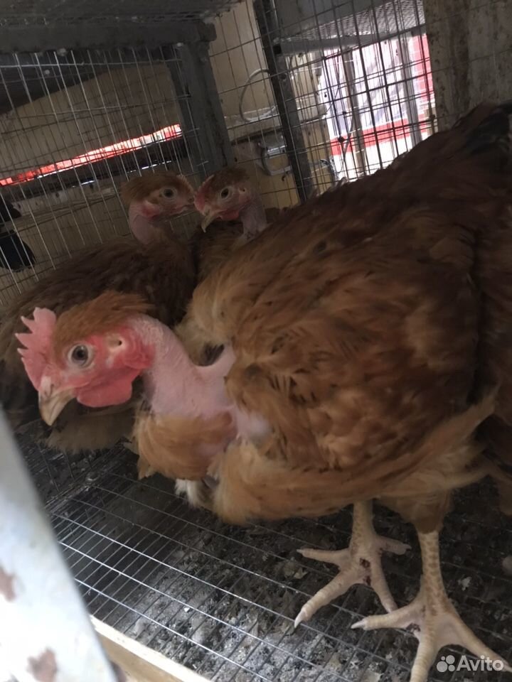 Куры Голошейки Петухи