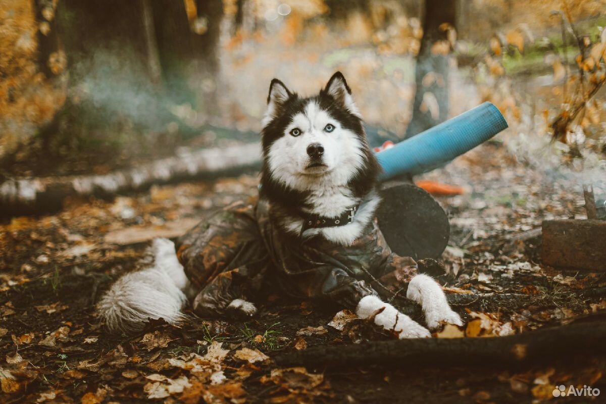 Кобель хаски для вязки