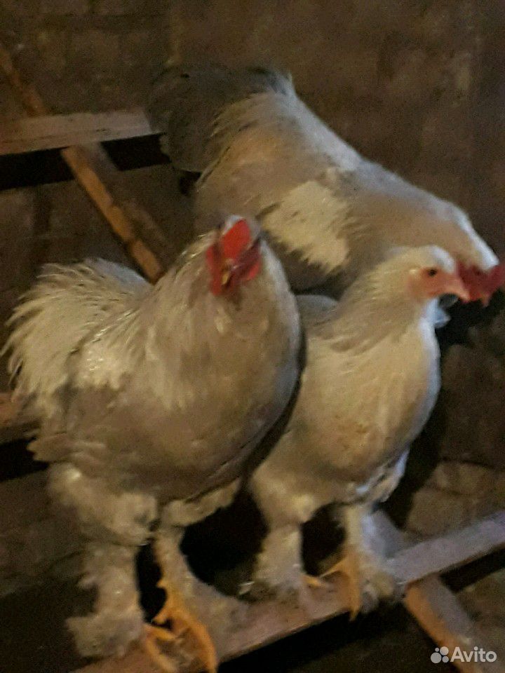 Продам цыплят породы брама