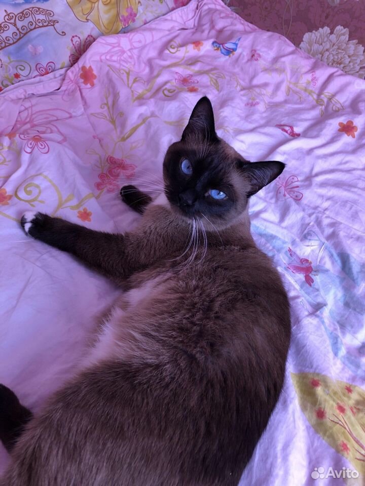 Ищем сиамского котика для вязки