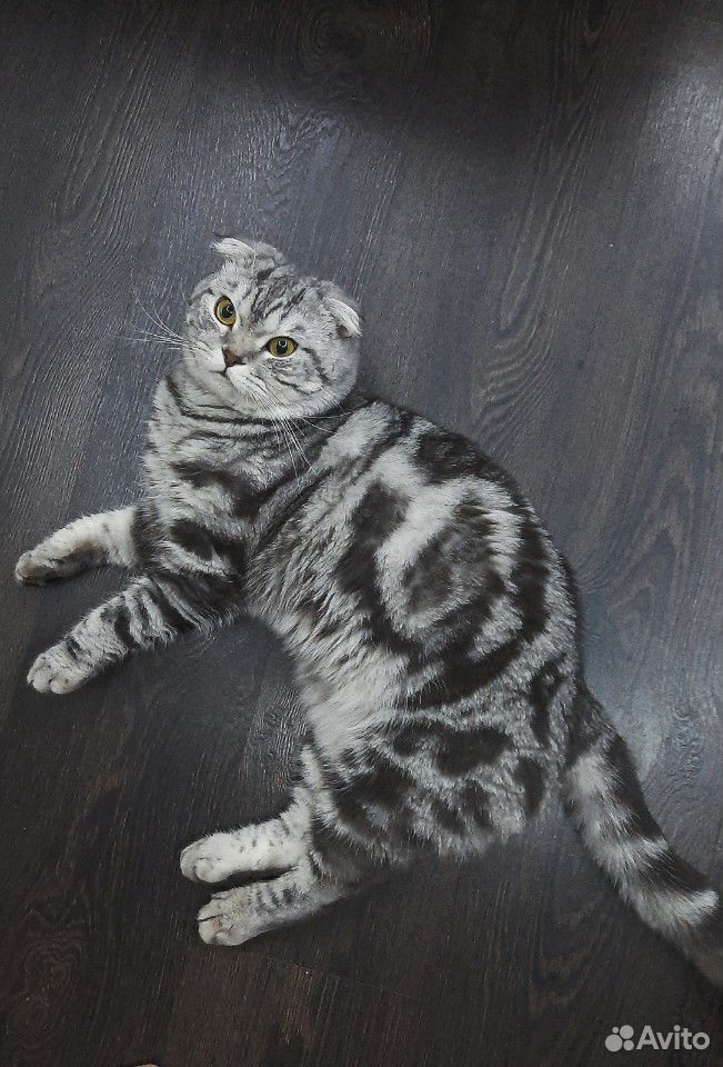 Вязка. Ищем невесту