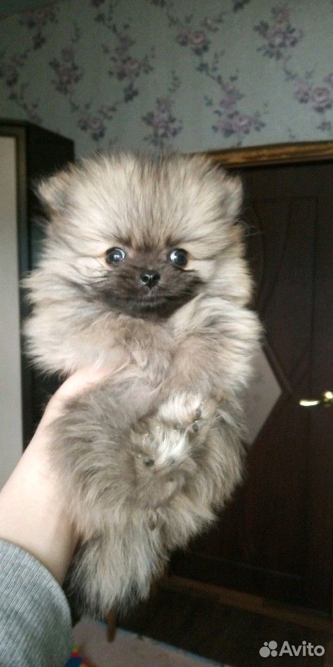 Щенки шпища