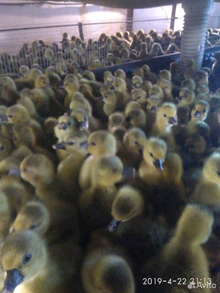 Гусята оптом