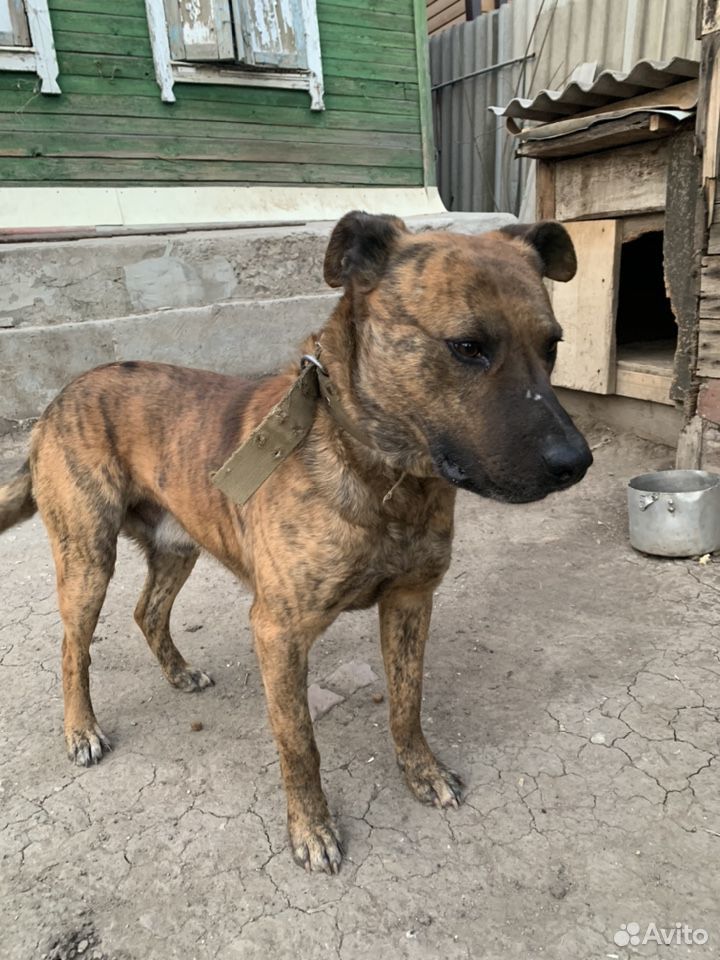 Преданный пёс Султан ищет дом